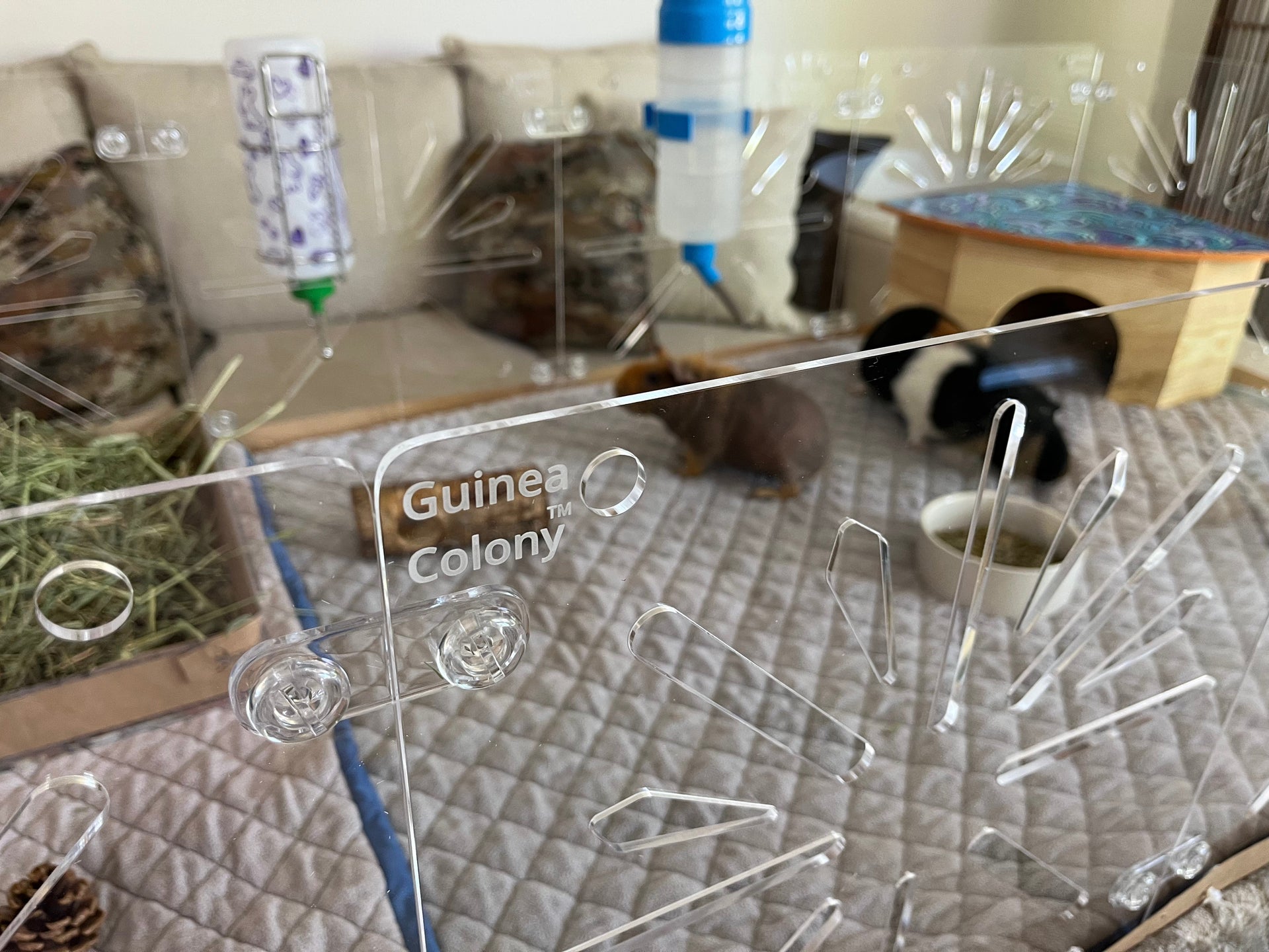 Guinea Colony Collection – Critter Colony Club